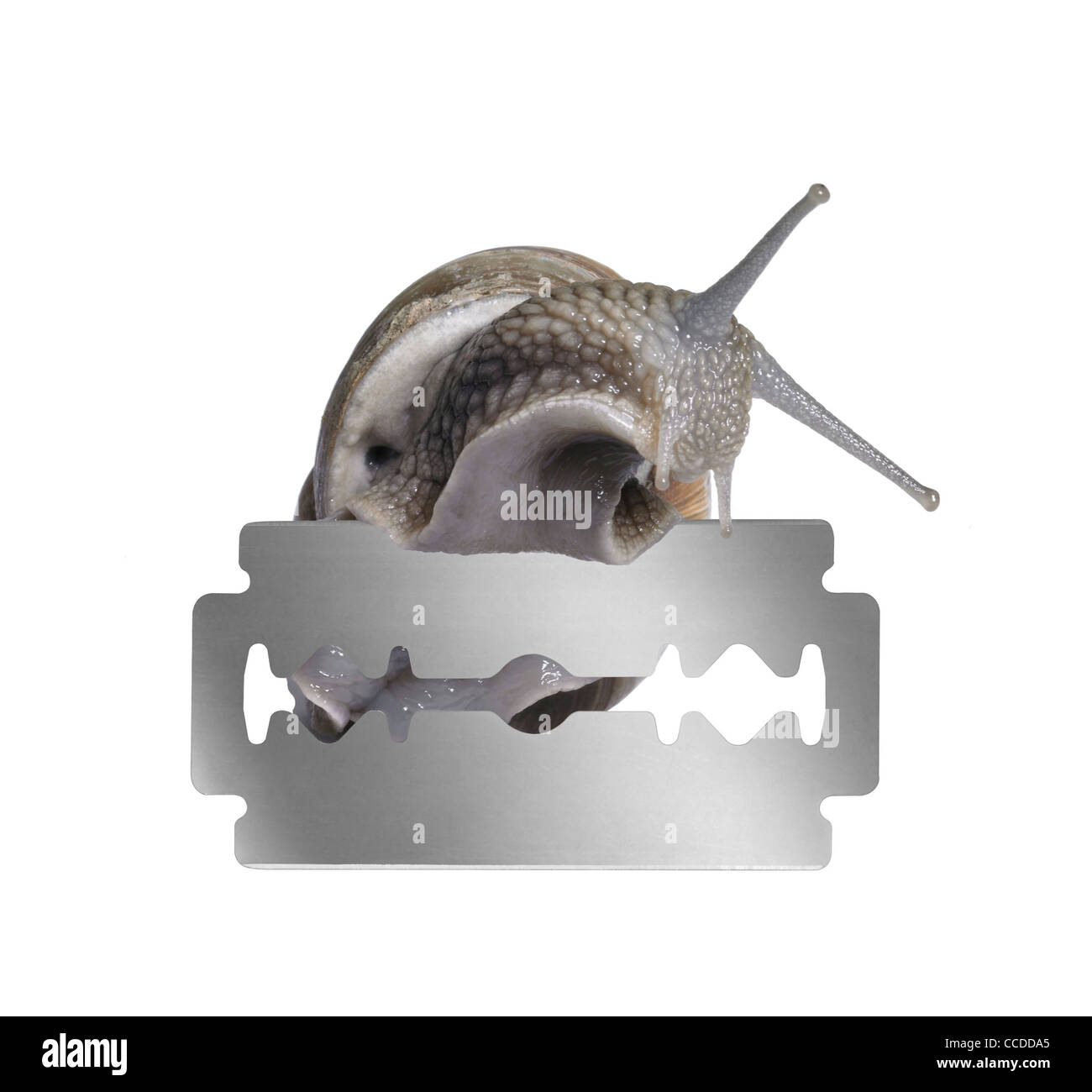 studio photography of a Grapevine snail creeping on the edge of a razor ...
