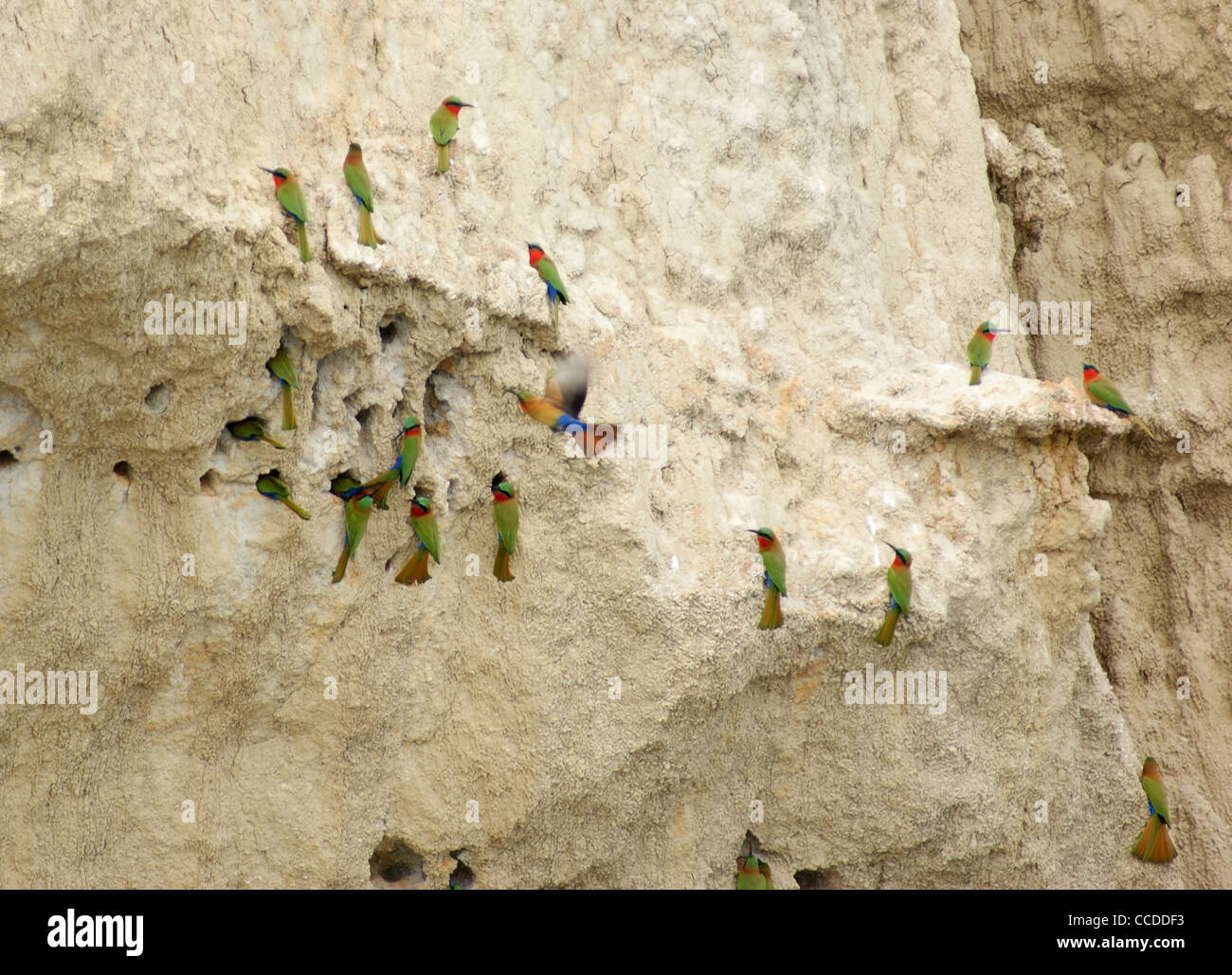 colorful birds in Uganda (Africa) named "Bee-eater"on a big earth ...
