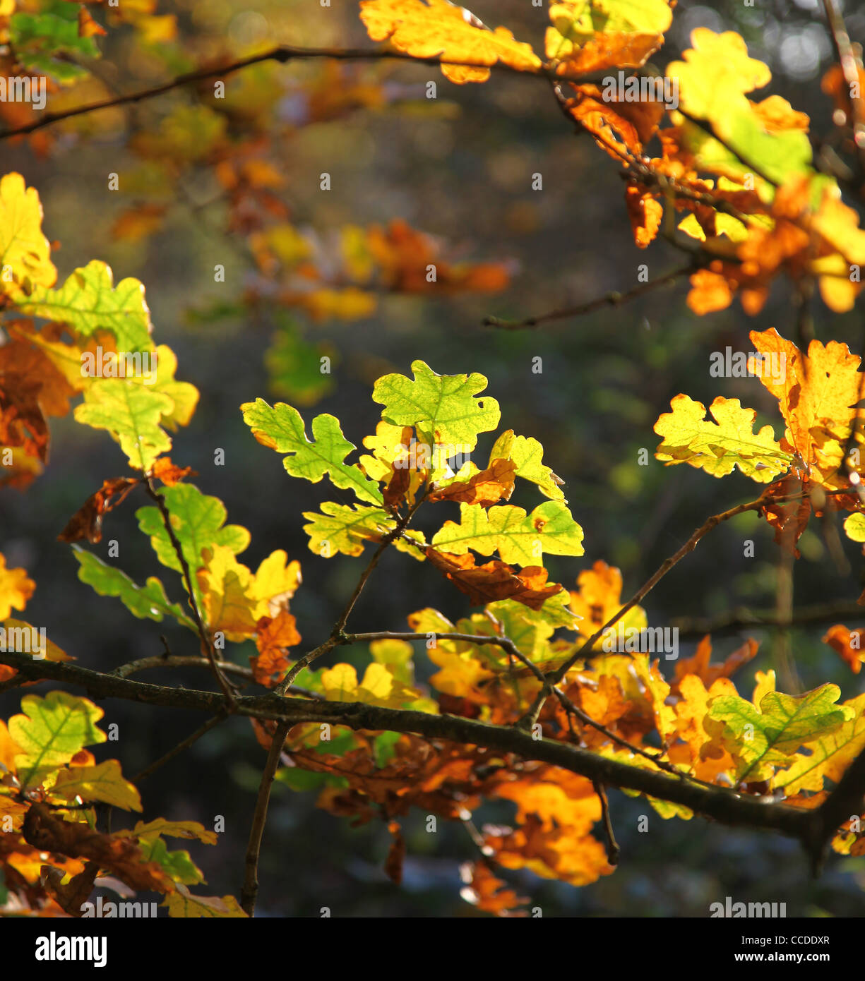 Light lit leaves hi-res stock photography and images - Alamy