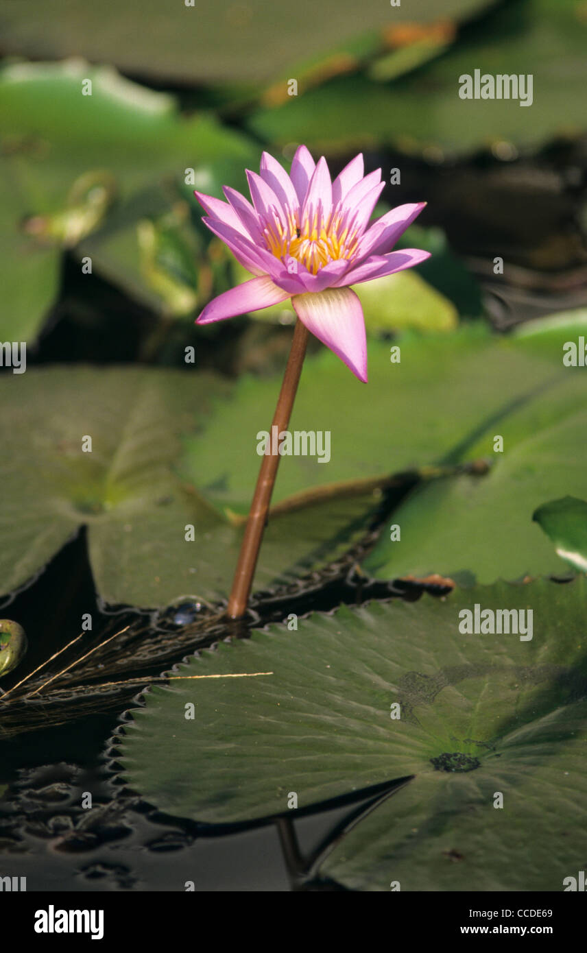 Lily water flower (Nymphaea stellata/Nymphaea nouchali) in pond, pinkly ...