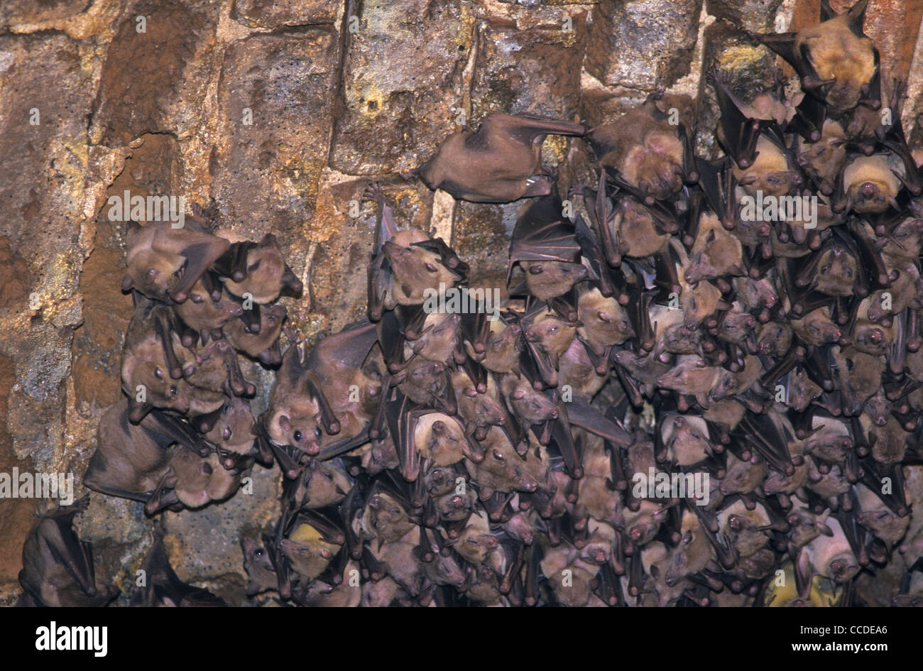 Colony of Lesser short-nosed fruit bats (Cynopterus brachyotis) hanging ...