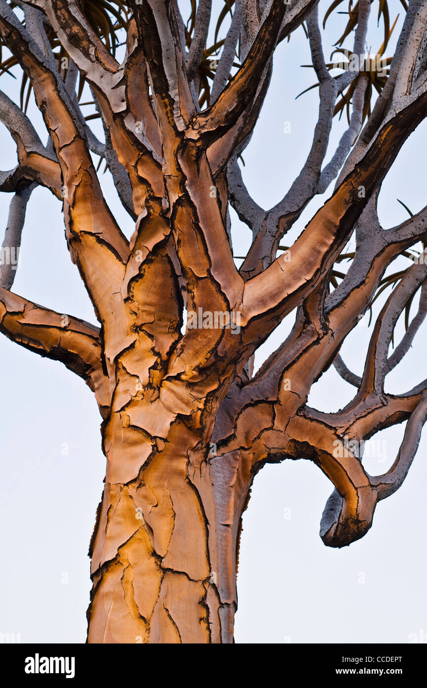 Quiver tree / Kokerboom (Aloe dichotoma) at sunset, Namibia Stock Photo ...
