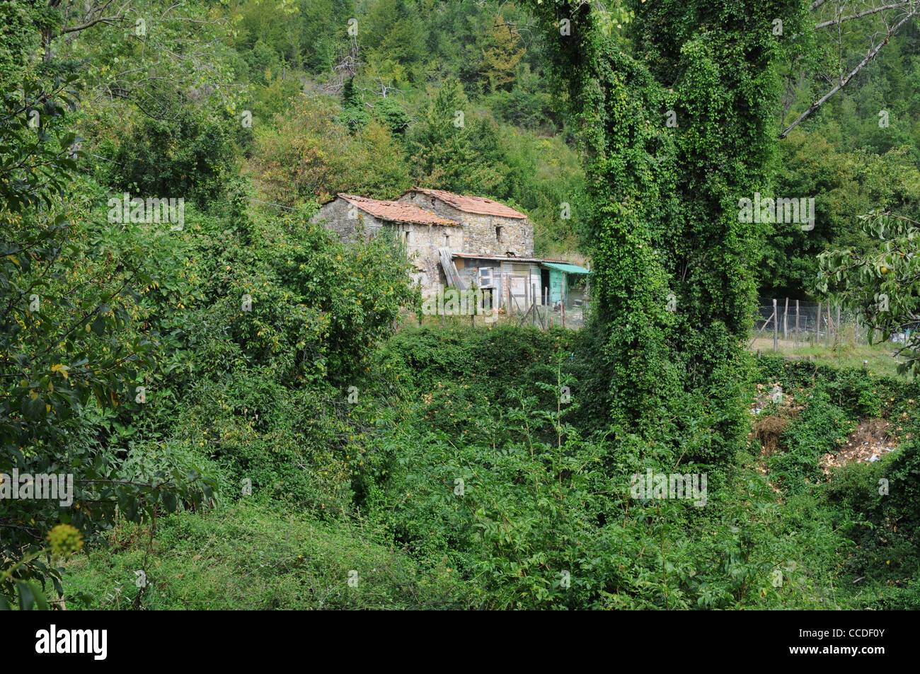 cottage, farmhouse, house, run-down, dilapidated, deep in lush green ...