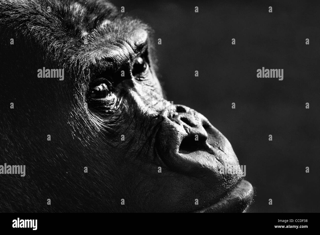 Gorilla close-up in zoo Stock Photo - Alamy