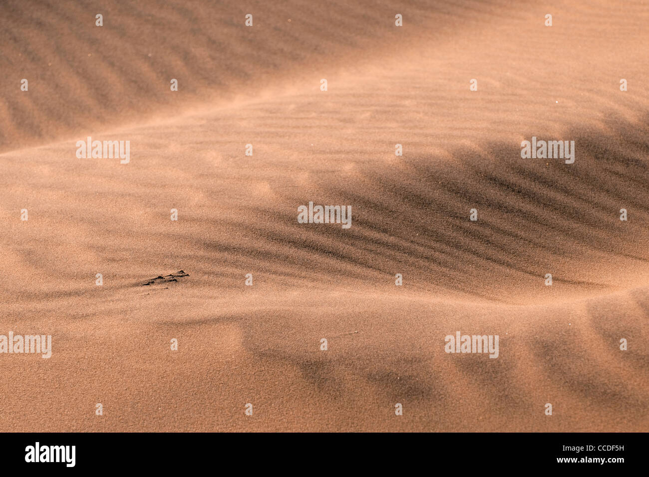 Pattern of sand ripples on red dune in the Namib desert, Namibia Stock ...