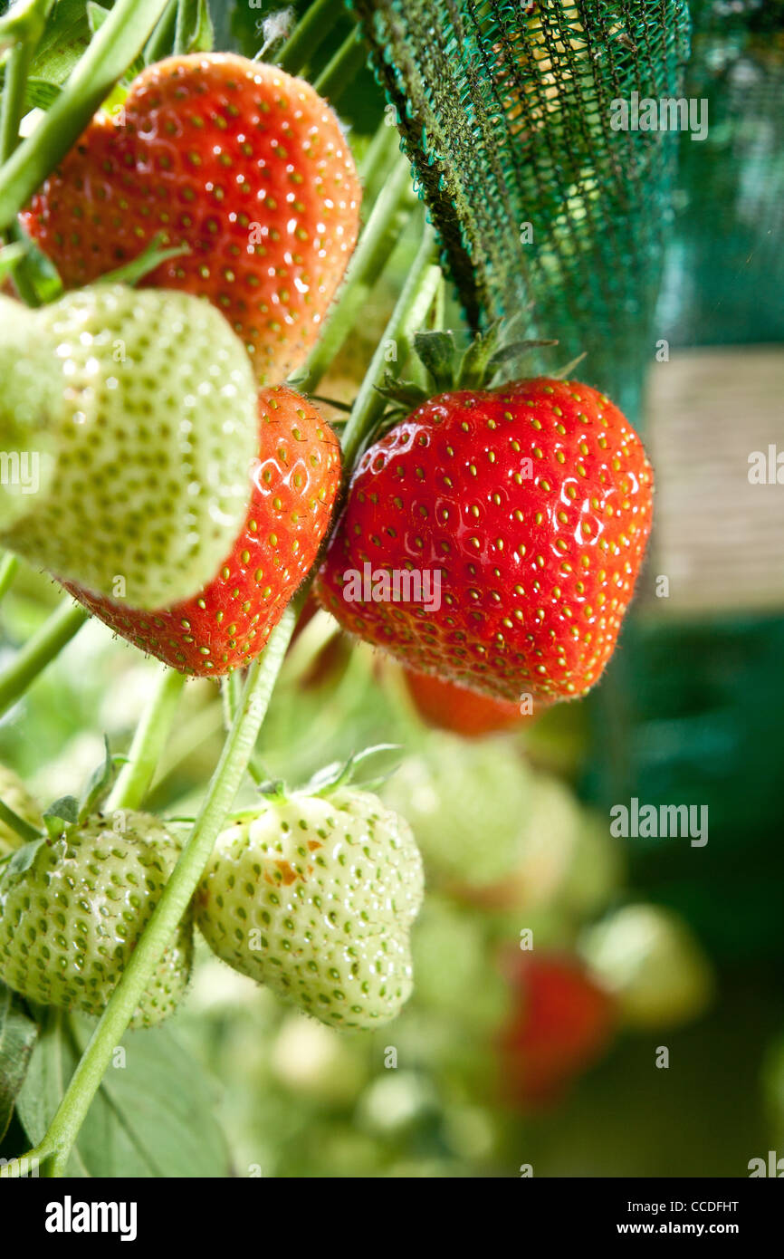 Strawberries grown out doors on trellis tables still on the plant Stock ...