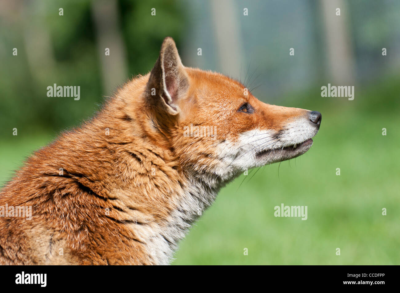 Red Fox UK 'vulpes vulpes' Stock Photo - Alamy