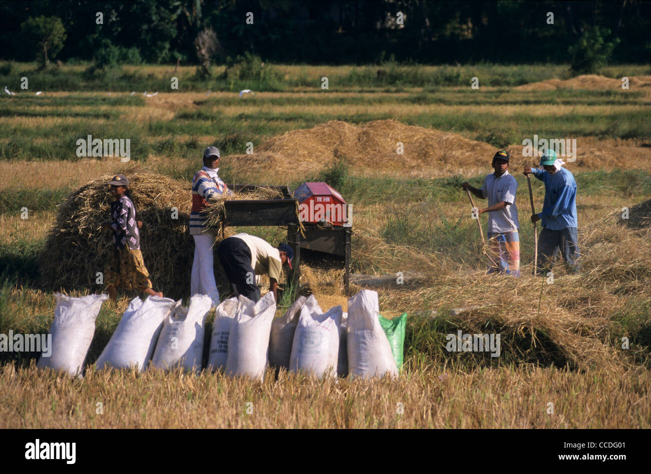 Rice harvest time in paddy field near Dambulla, Sri Lanka Stock Photo ...