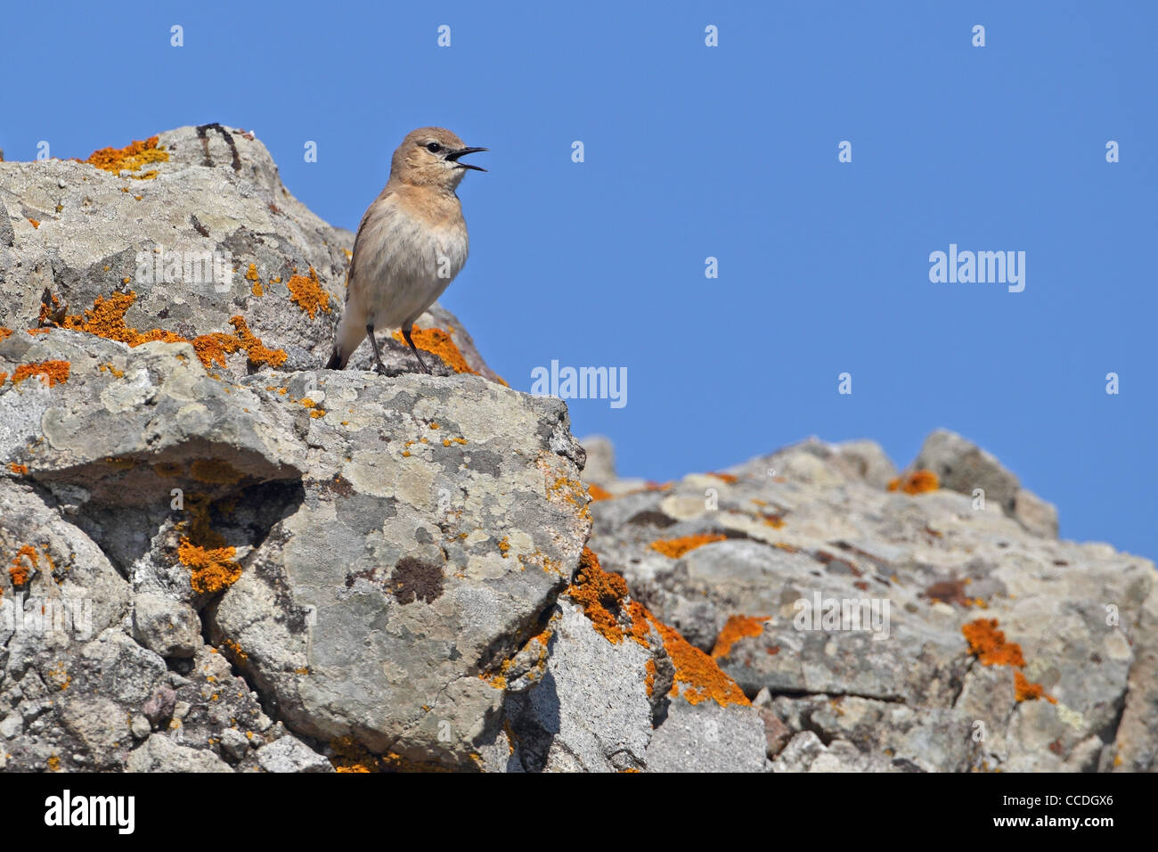 Isabelline Wheatear (Oenanthe isabellina Stock Photo - Alamy