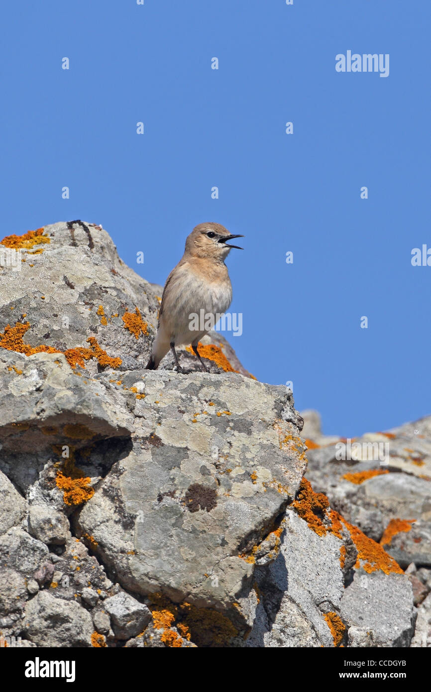 Isabelline Wheatear (Oenanthe isabellina Stock Photo - Alamy