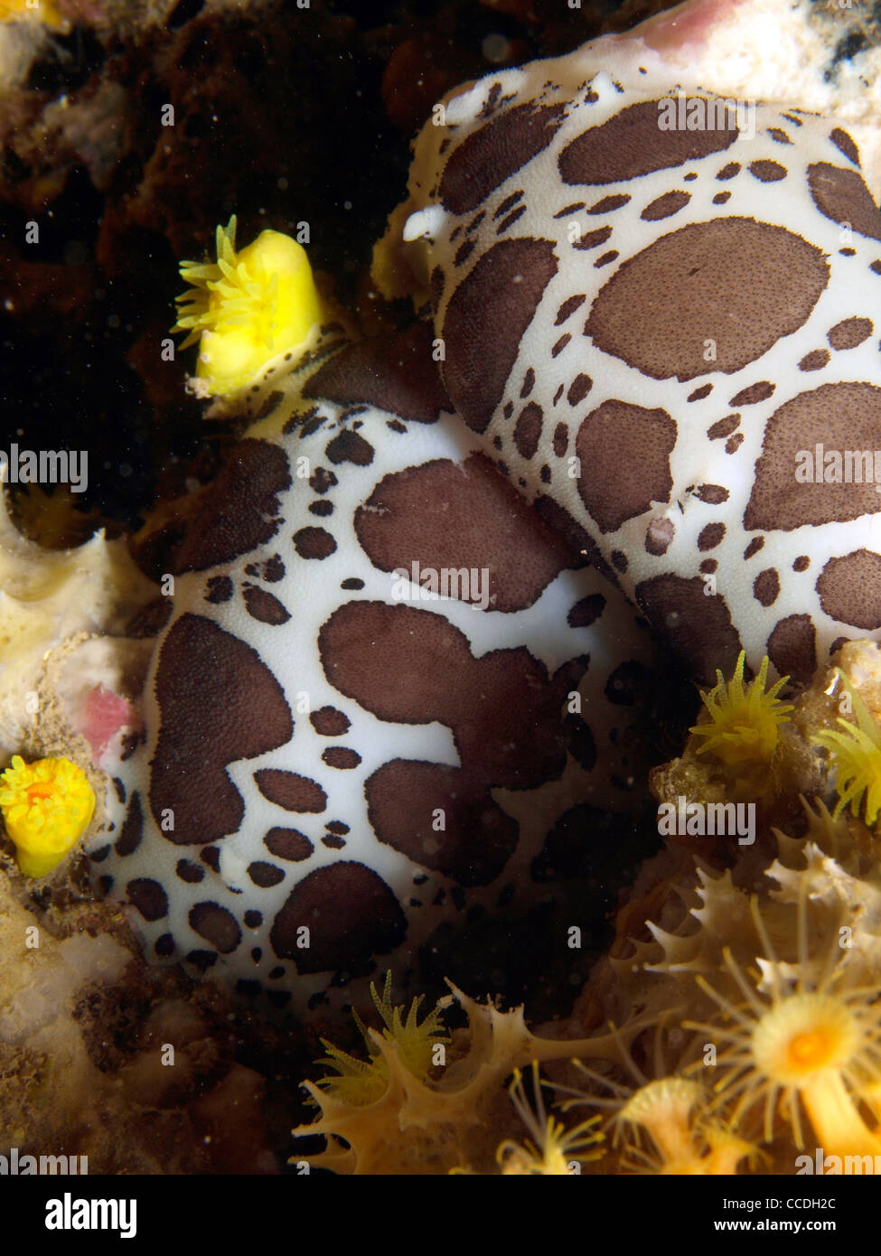 spotted swiss cow nudibranch in the mediterranean sea Stock Photo - Alamy