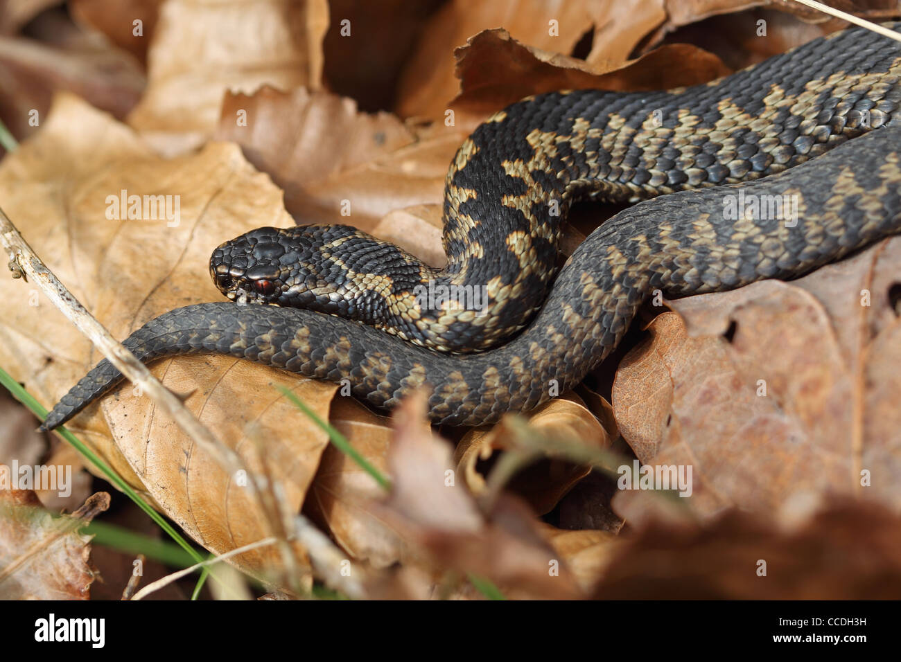 Adder (Vipera berus Stock Photo - Alamy