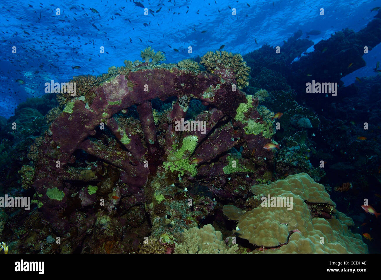 wreck in the red sea Stock Photo - Alamy