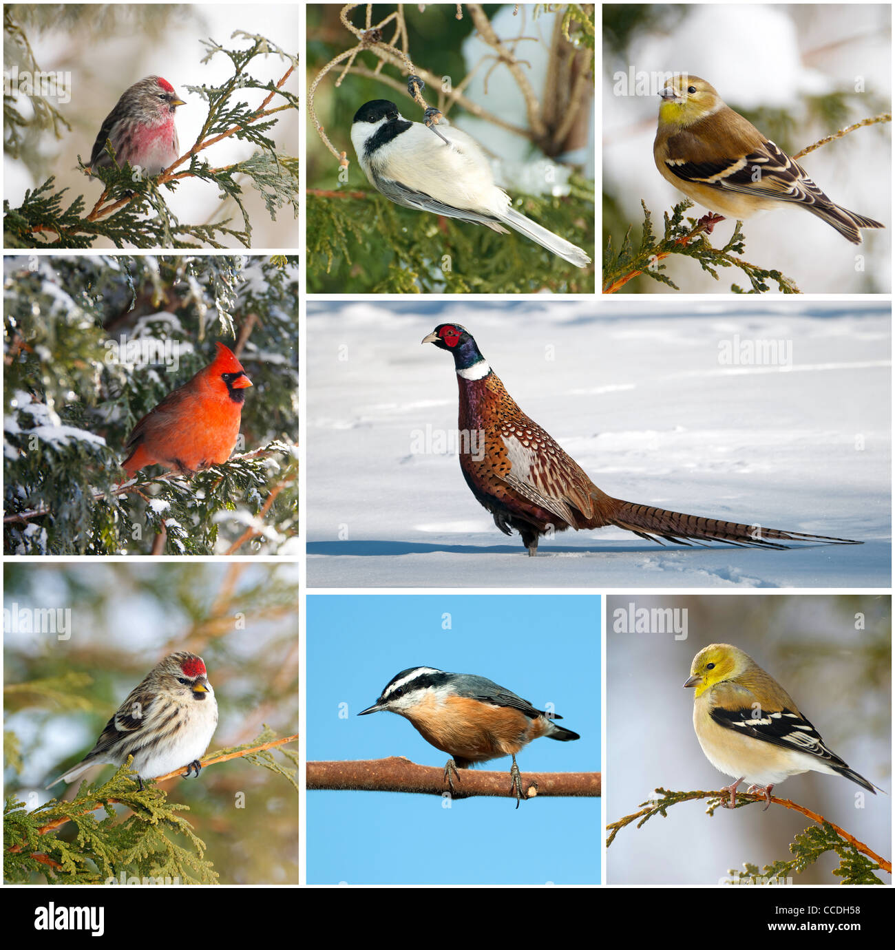 Canadian winter with cardinal hi-res stock photography and images - Alamy
