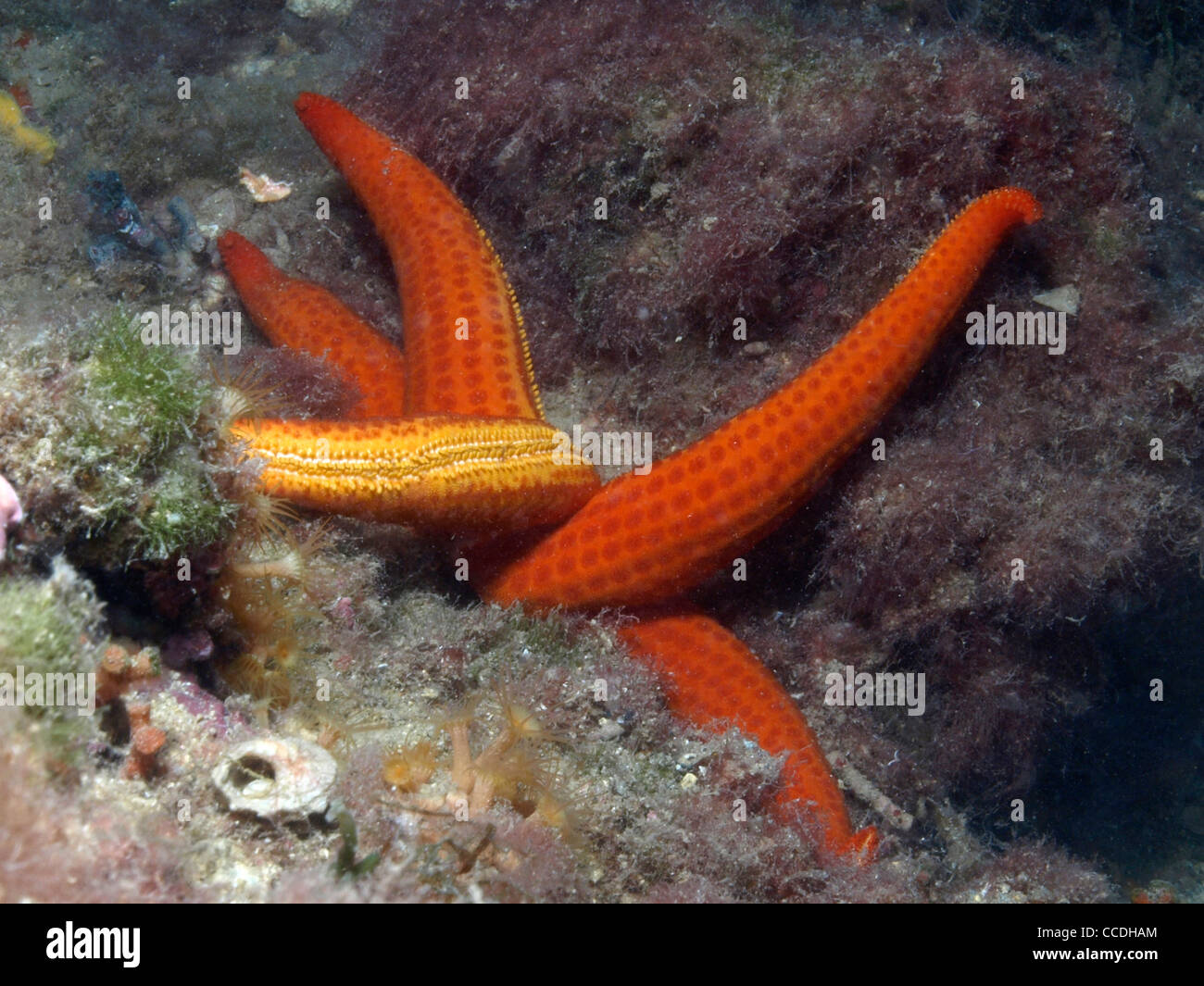 Mediterranean starfish hi-res stock photography and images - Alamy