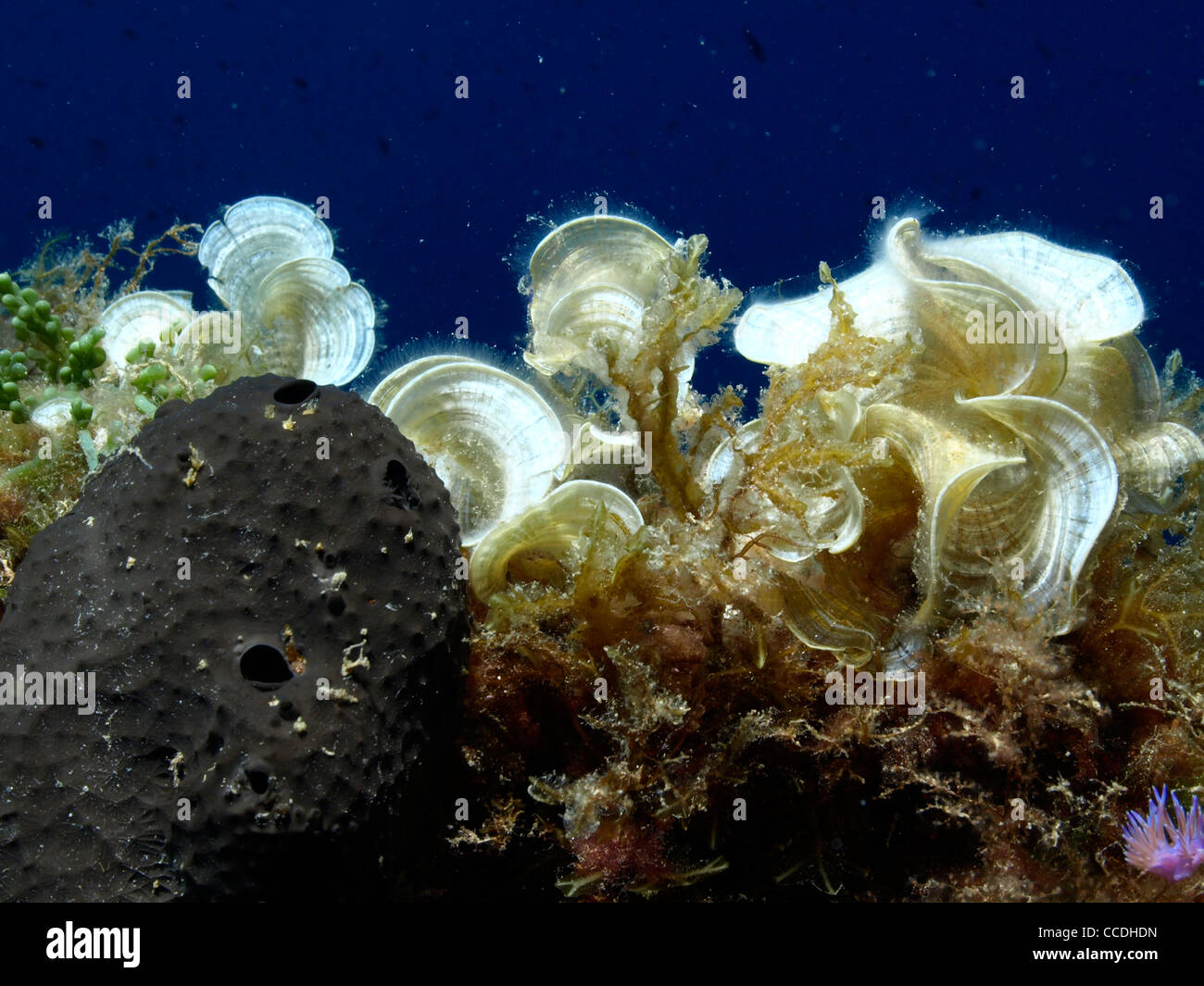 padina algae in the mediterranean sea Stock Photo - Alamy