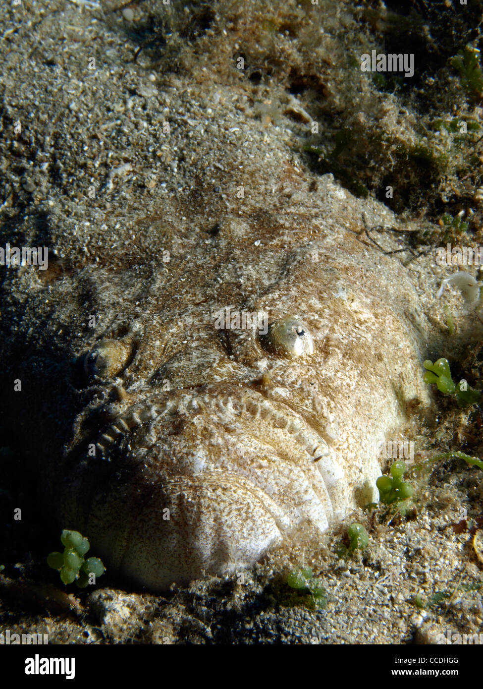 rat fish on the sand of the mediterranean sea Stock Photo - Alamy