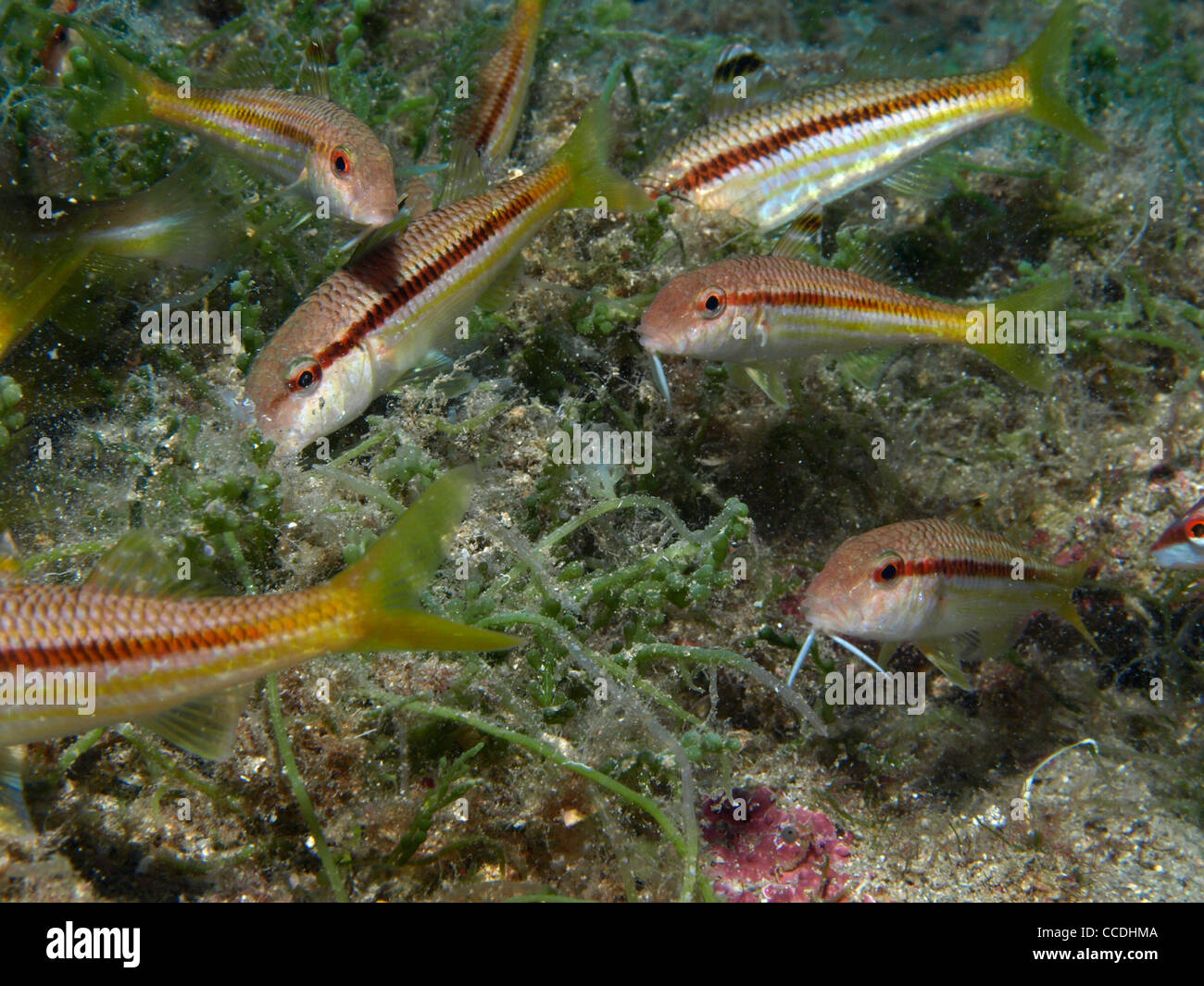 Mullet fish hi-res stock photography and images - Alamy