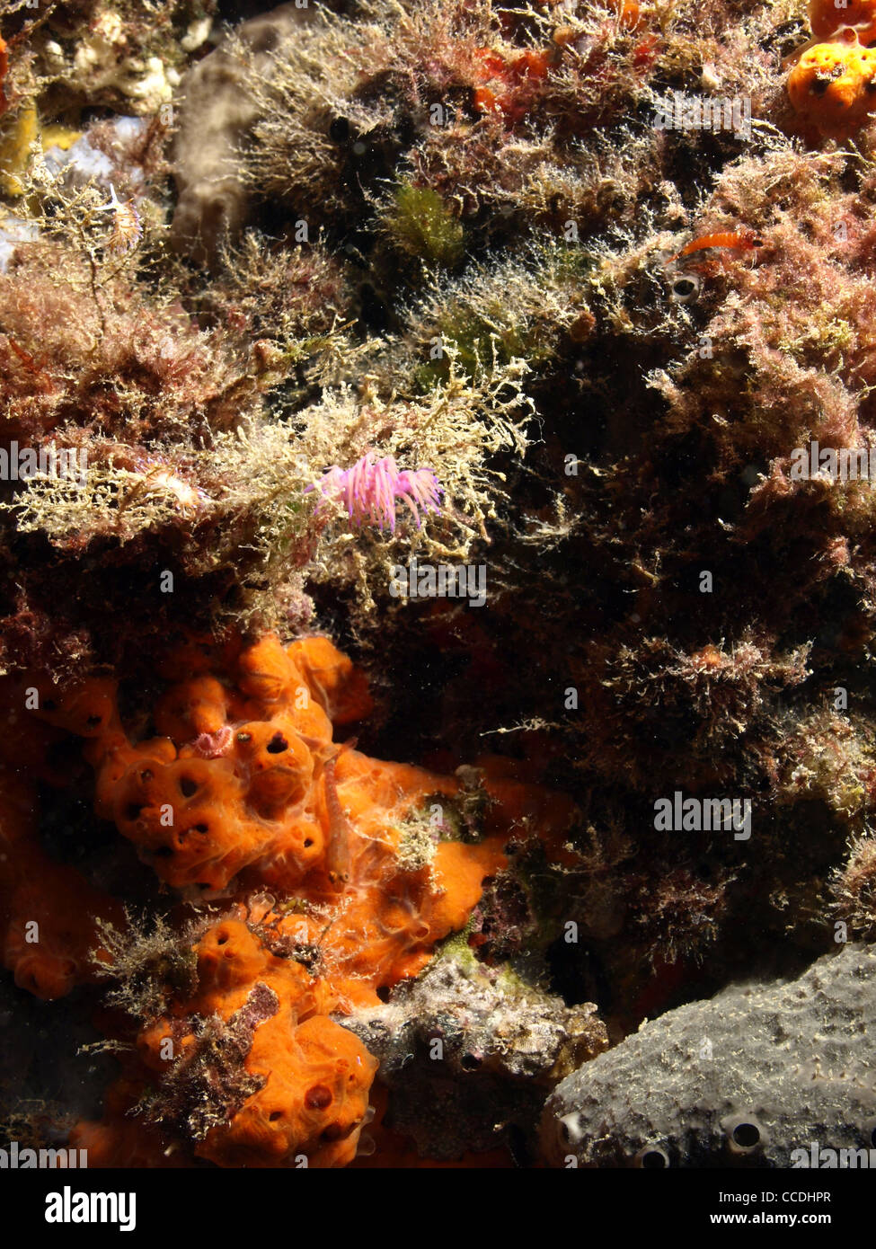 details of some sponges of the mediterranean sea Stock Photo - Alamy