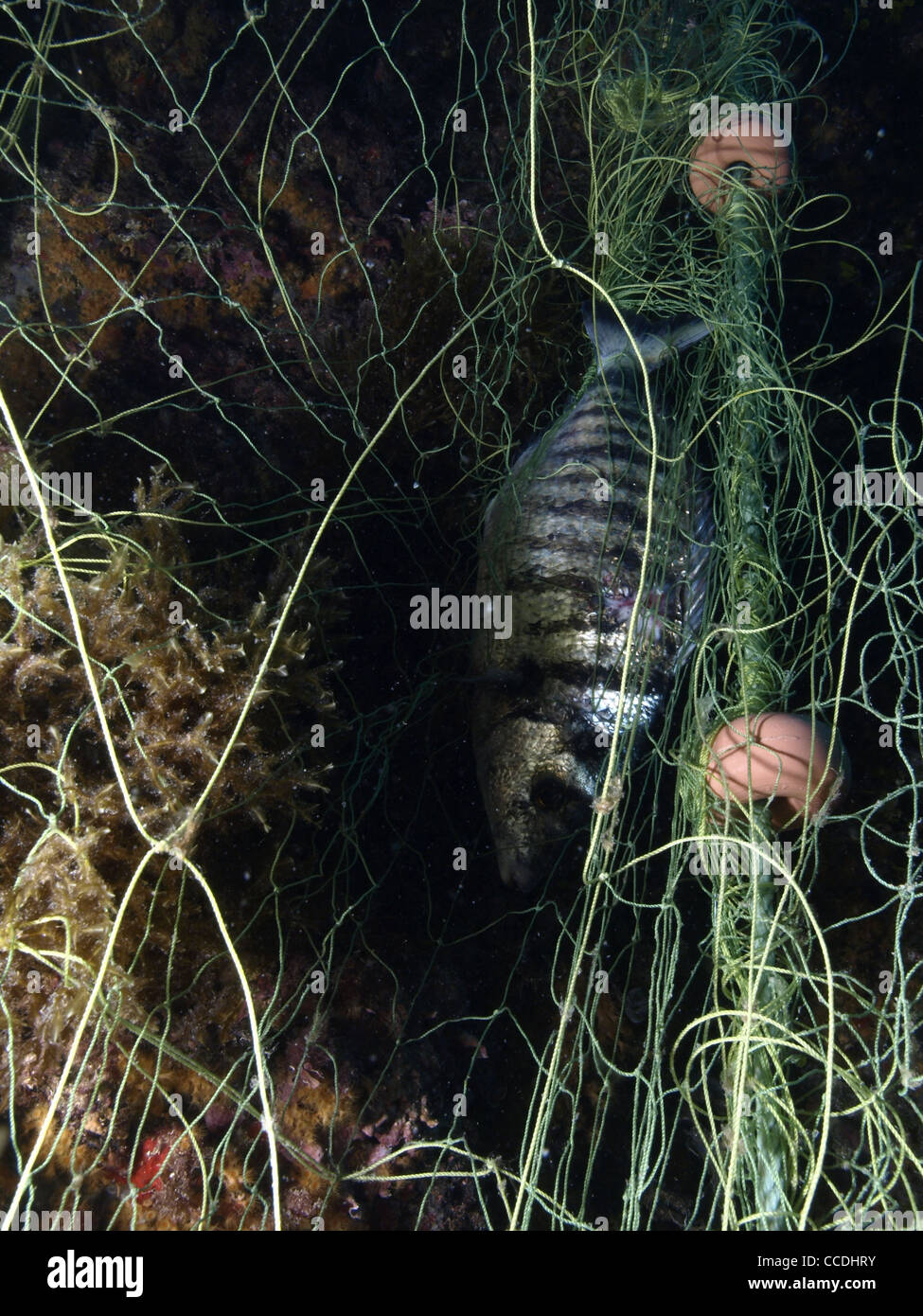 sargus captured in a net Stock Photo - Alamy