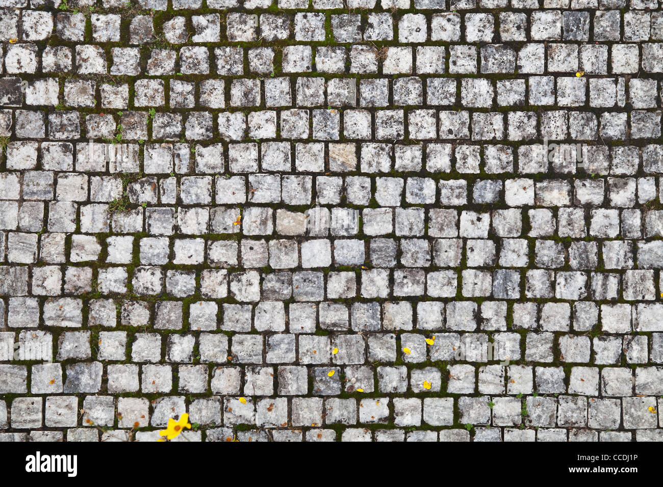 Closeup view on a cobblestone road - pattern - background Stock Photo ...