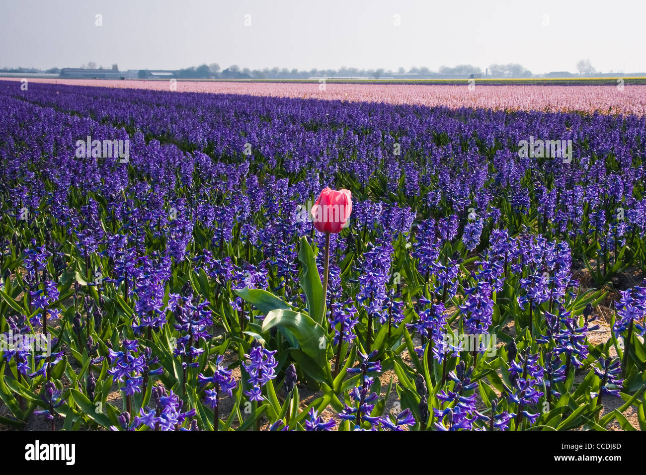 Dutch country landscape with bulb fields - Lonesome pink tulip in field ...