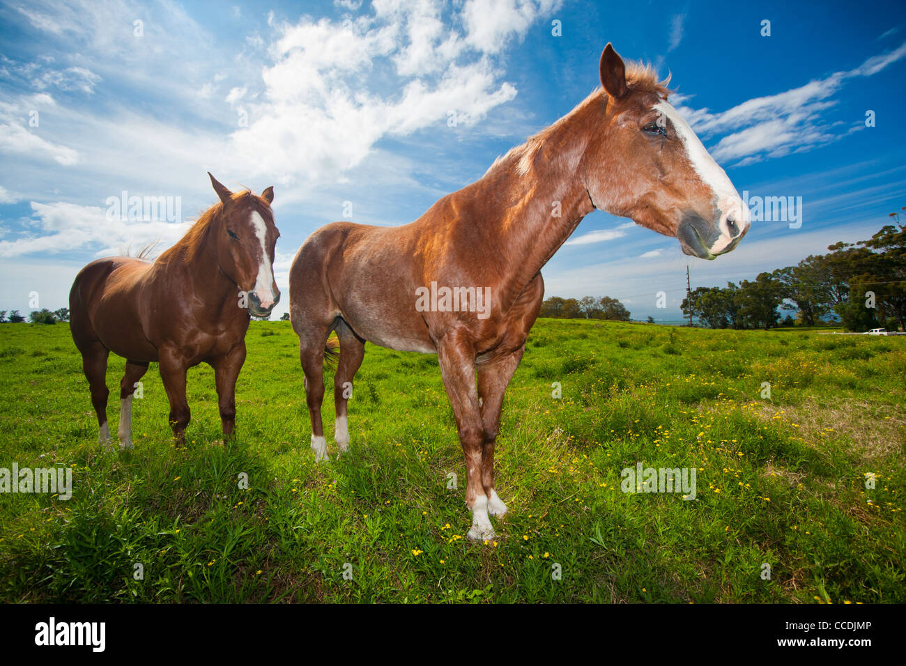 Horse in Field Stock Photo - Alamy
