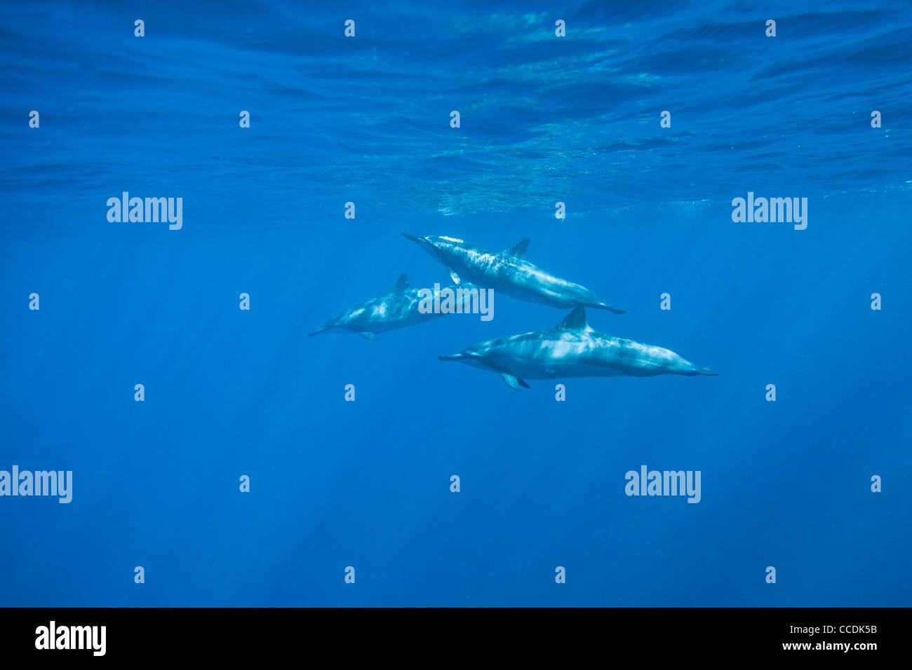 Dolphins in the Sea Under Water Stock Photo - Alamy