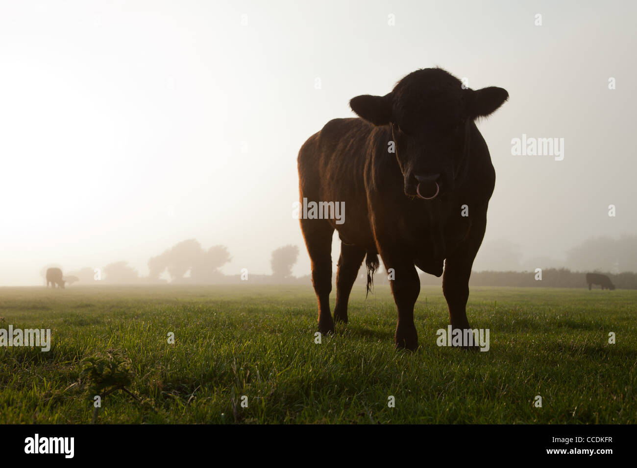 Bull sunset hi-res stock photography and images - Alamy