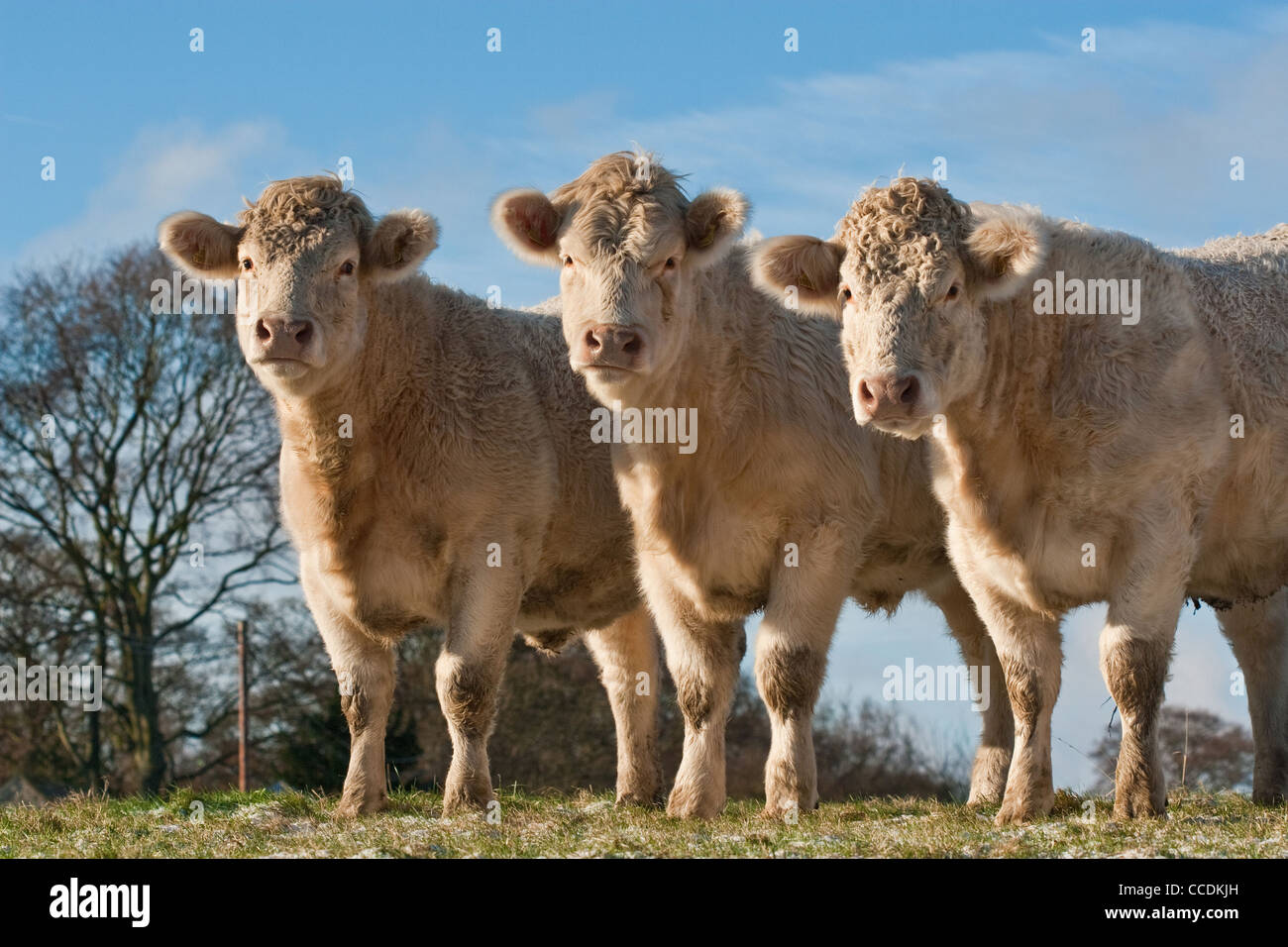3 Cows inquisitively looking Stock Photo - Alamy