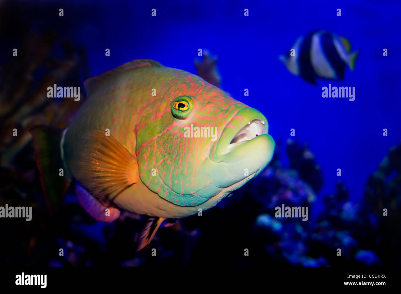 Tropical Reef Fish Underwater Stock Photo - Alamy