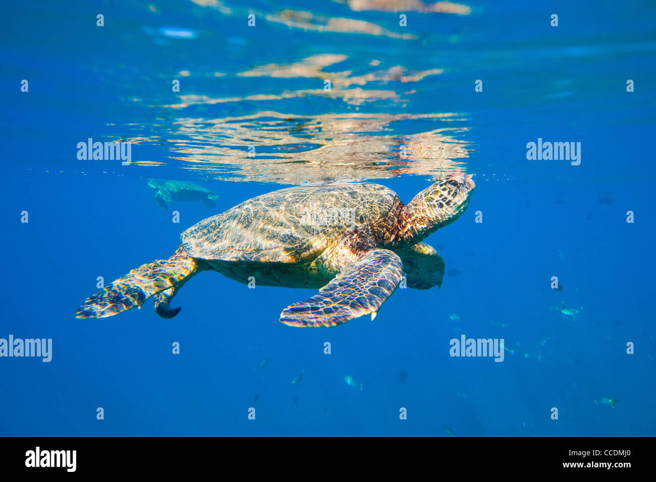 green sea turtle swimming in ocean sea Stock Photo - Alamy
