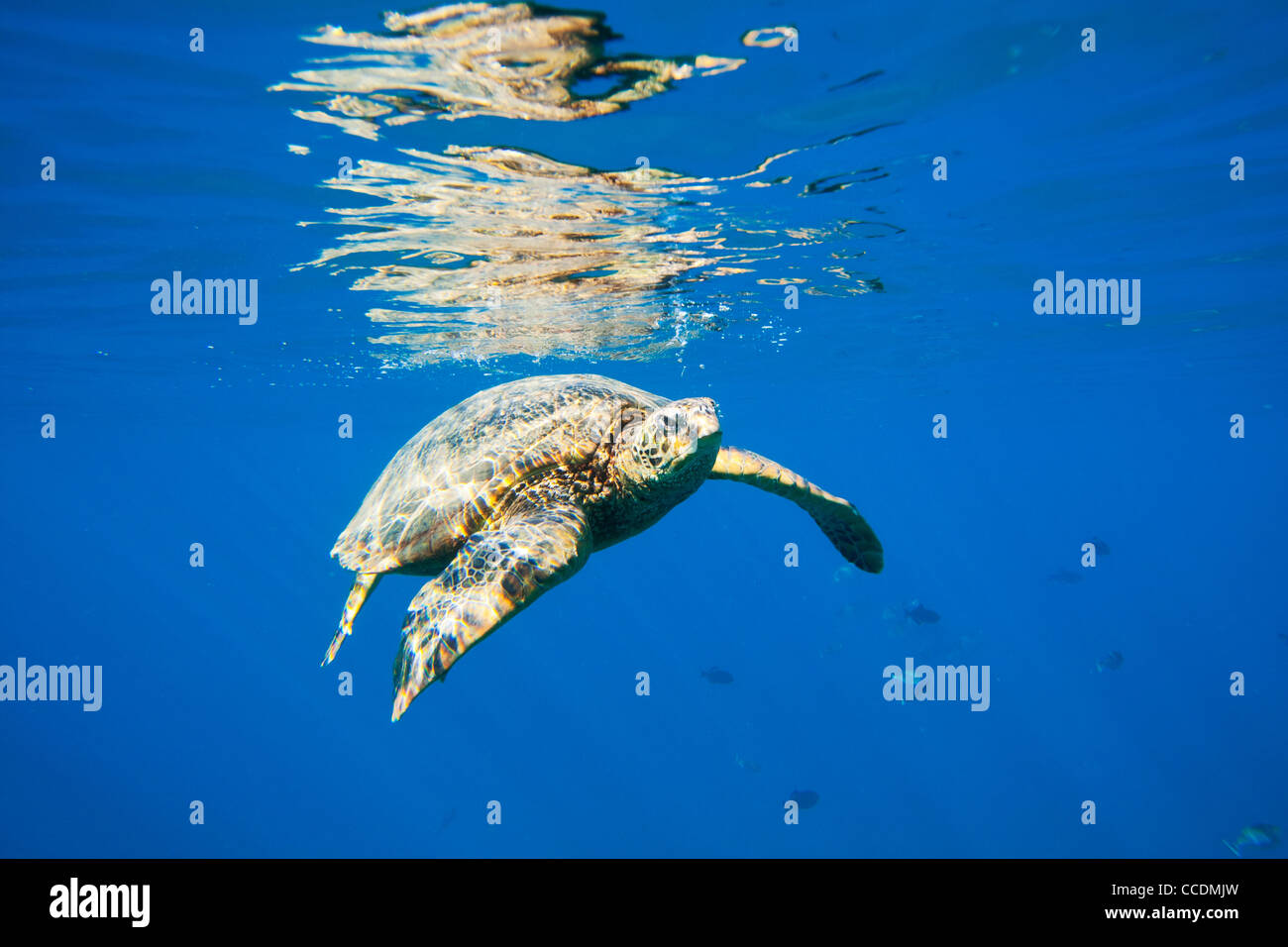 green sea turtle swimming in ocean sea Stock Photo - Alamy