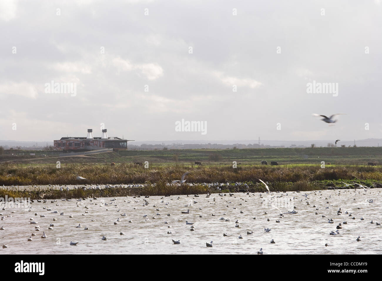 RSPB Visitor Centre Rainham, van Heyningen and Haward Architects, marsh ...