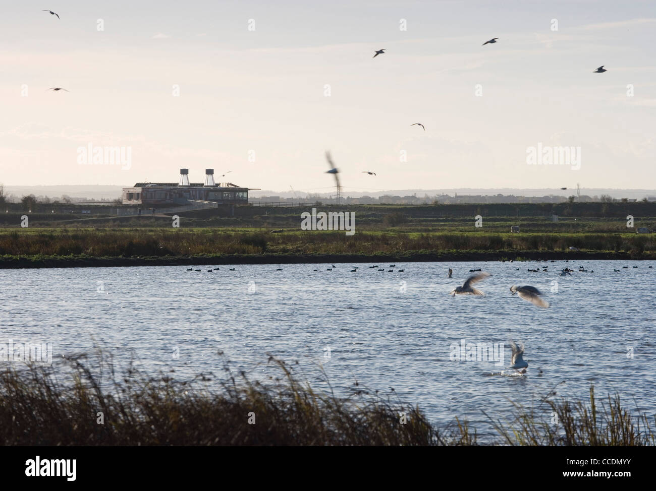 RSPB Visitor Centre Rainham, van Heyningen and Haward Architects, marsh ...