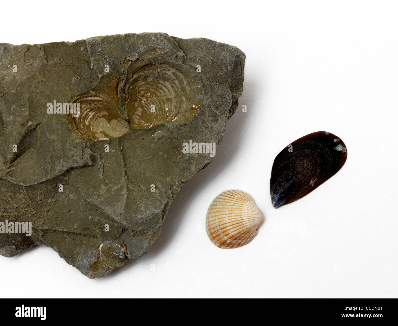 Shell Fossils Stock Photos & Shell Fossils Stock Images - Alamy