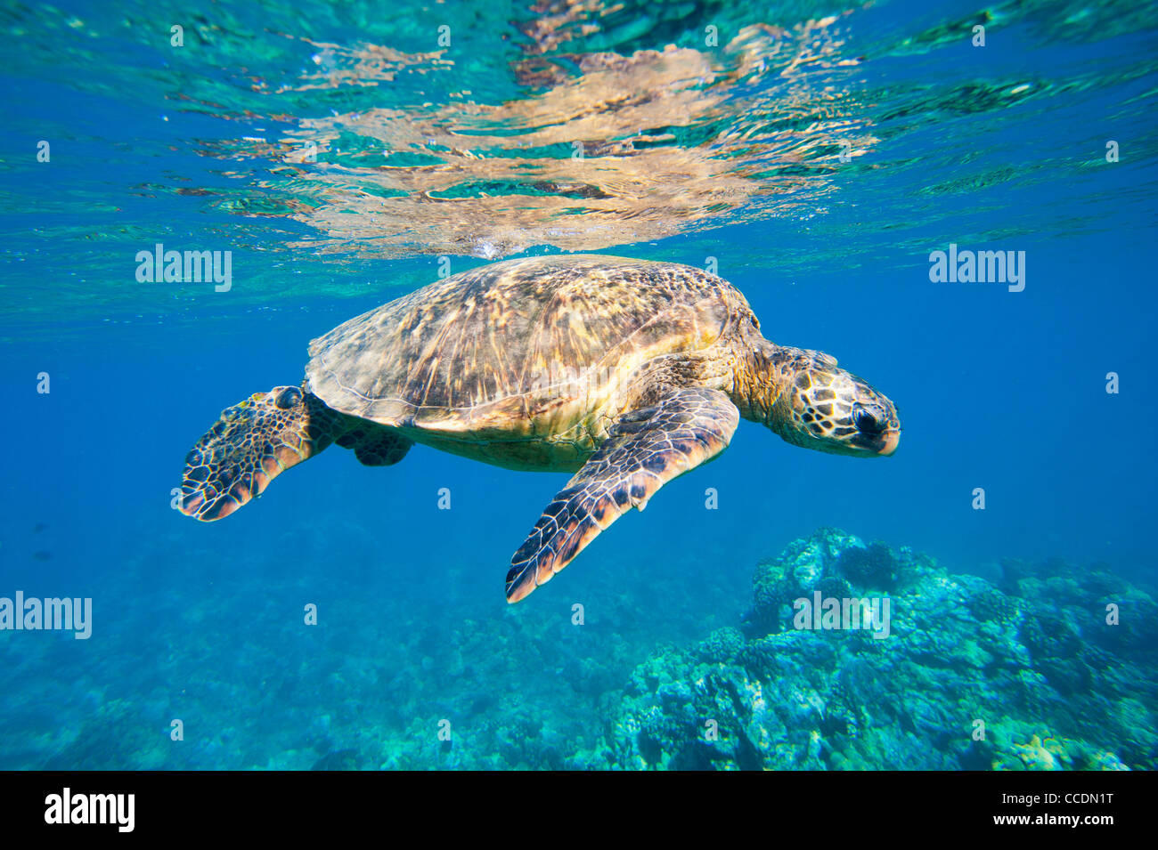 green sea turtle swimming in ocean sea Stock Photo - Alamy