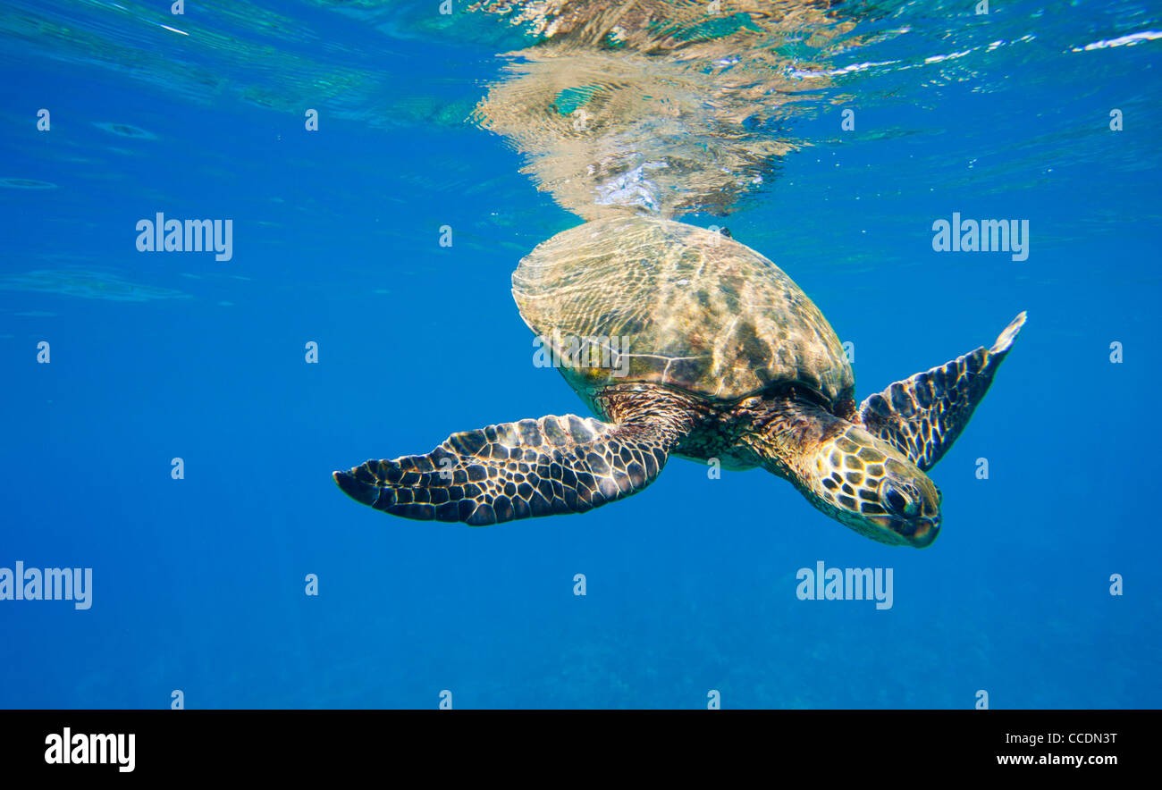 Green sea turtle swimming hi-res stock photography and images - Alamy