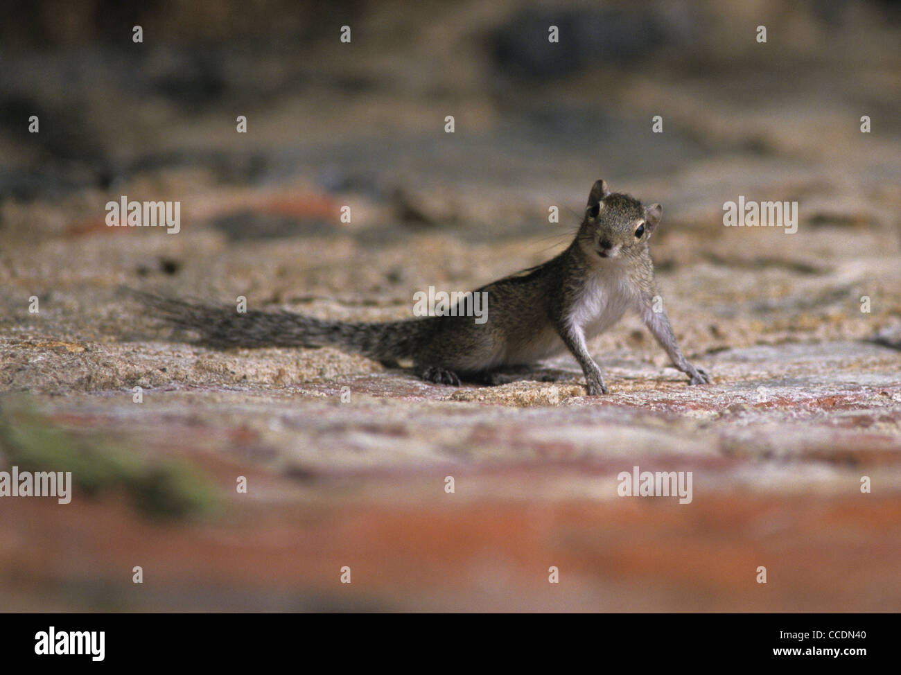 Indian palm squirrel also called Three-Striped palm squirrel ...