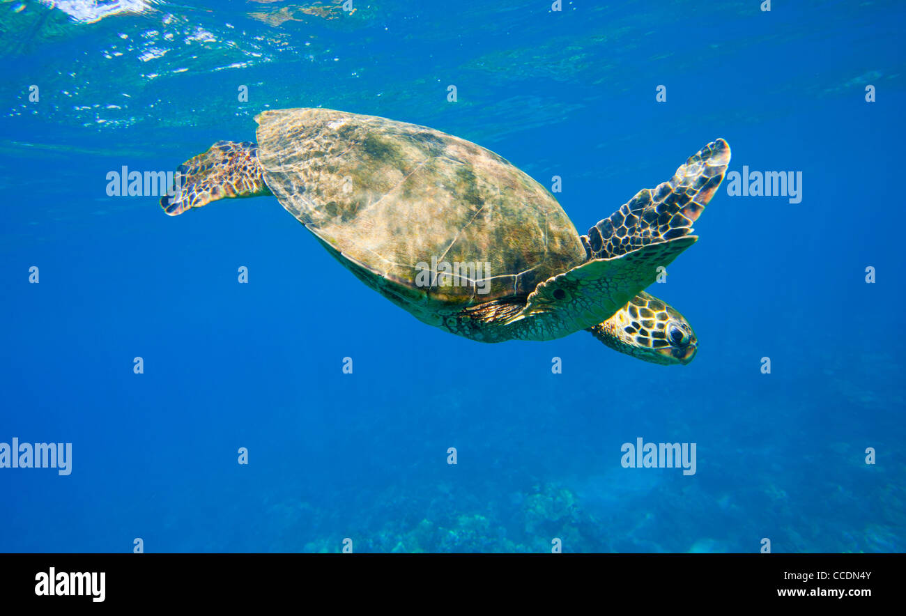 Green sea turtle swimming in hi-res stock photography and images - Alamy