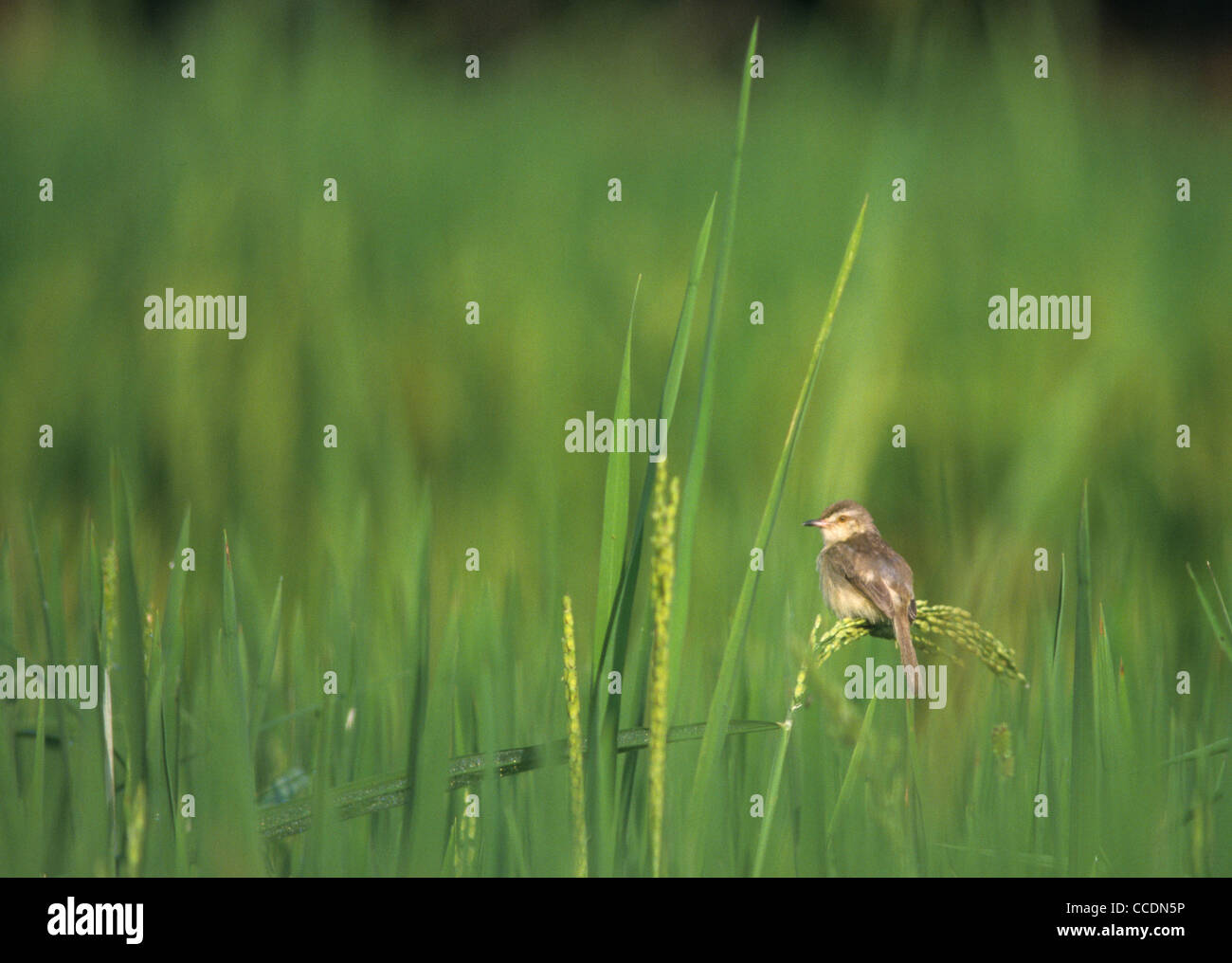 Plain Prinia bird (Prinia inomata) in paddy field , Sri Lanka Stock ...