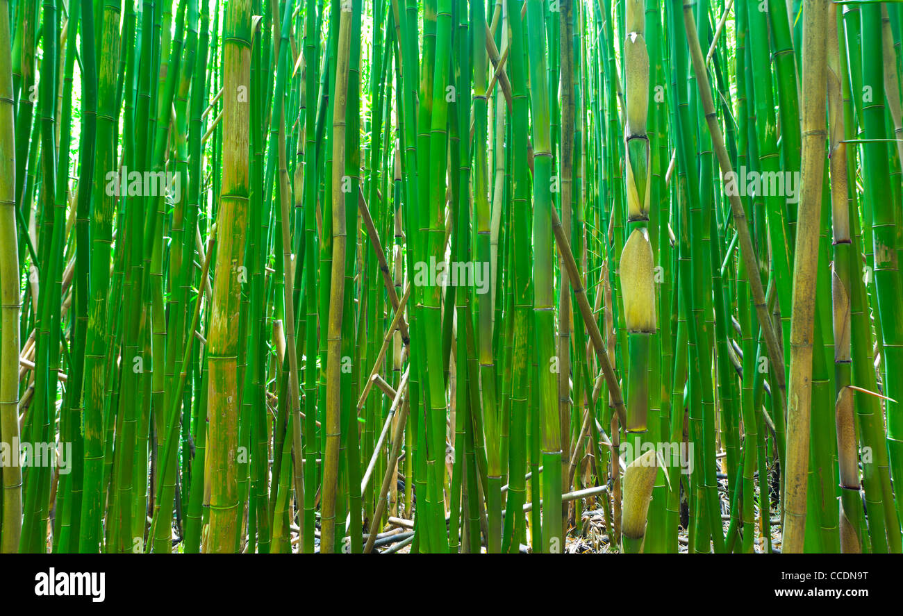 Tree freshness bamboo climate hi-res stock photography and images - Alamy