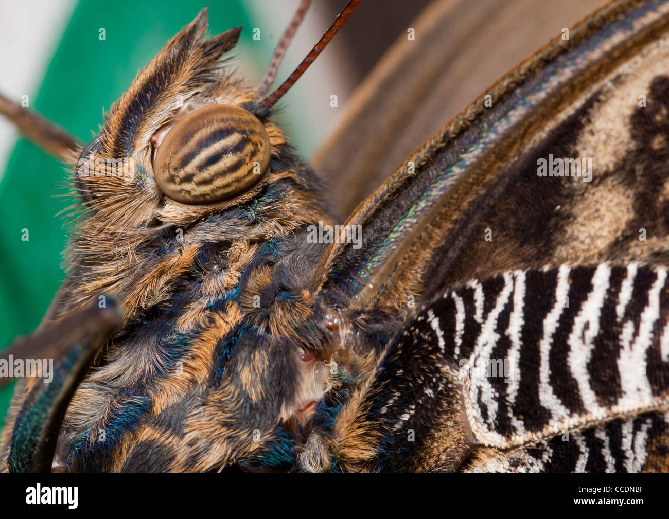 Detailed butterfly wing hi-res stock photography and images - Alamy