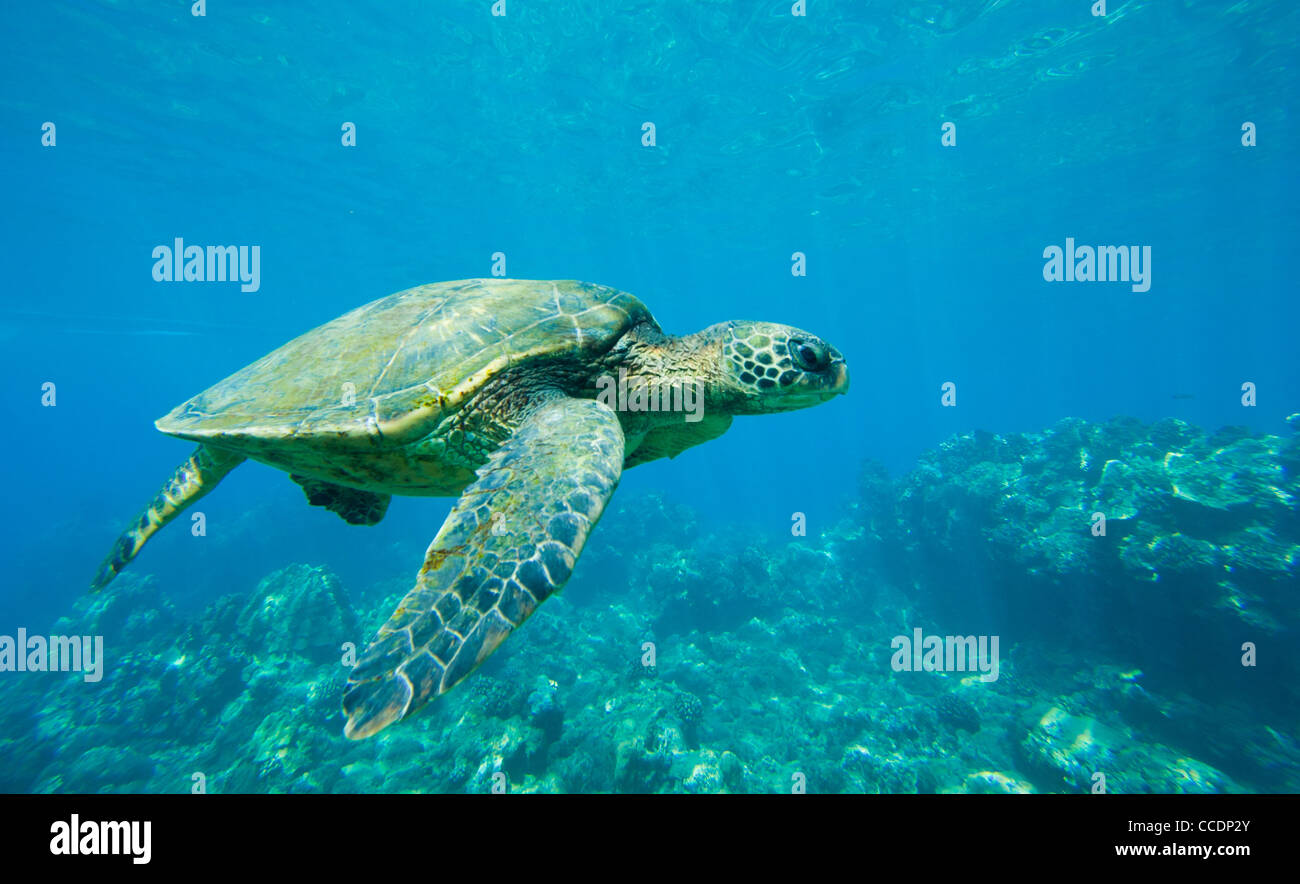 green sea turtle swimming in ocean sea Stock Photo - Alamy