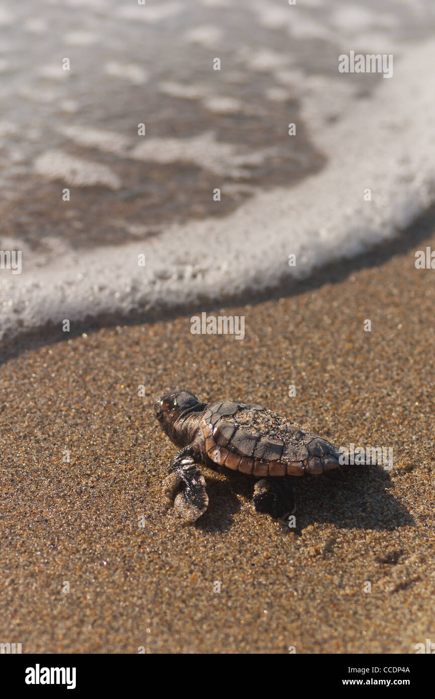 Hatchling loggerhead sea turtle Stock Photo - Alamy