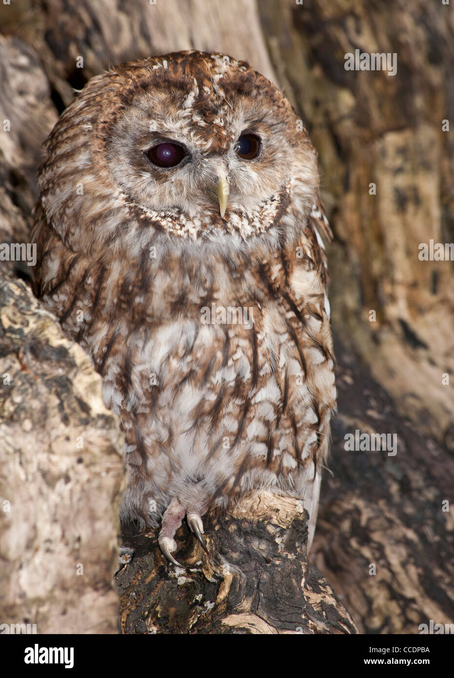 Tawny owl in tree New Forest Stock Photo - Alamy