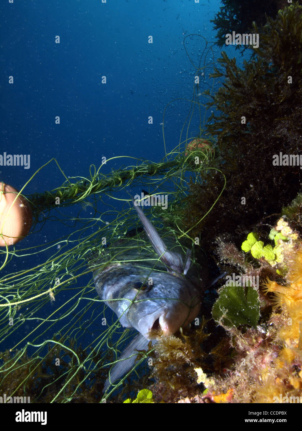 sargus captured in a net Stock Photo - Alamy