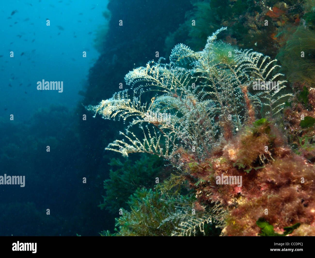 Marine landscape hi-res stock photography and images - Alamy