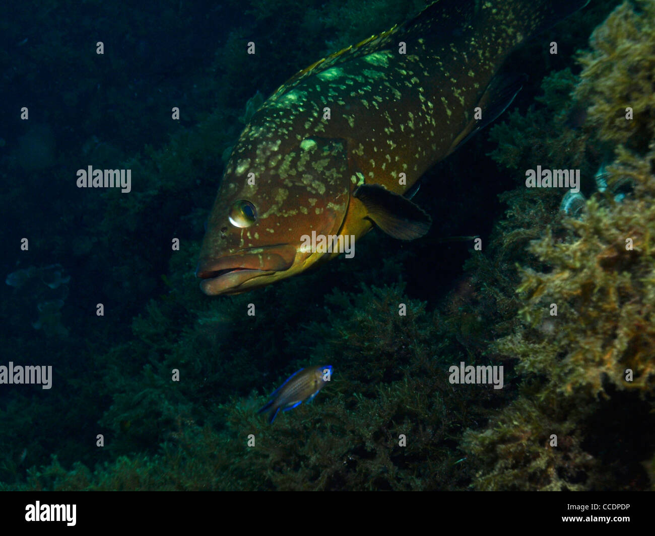 big grouper in the mediterranean sea Stock Photo - Alamy