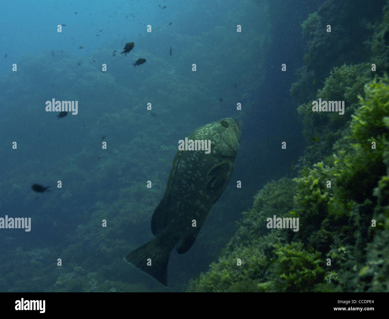 Marine grouper eyes hi-res stock photography and images - Alamy